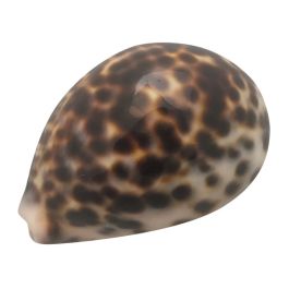 Kowok Shell 5 Pieces