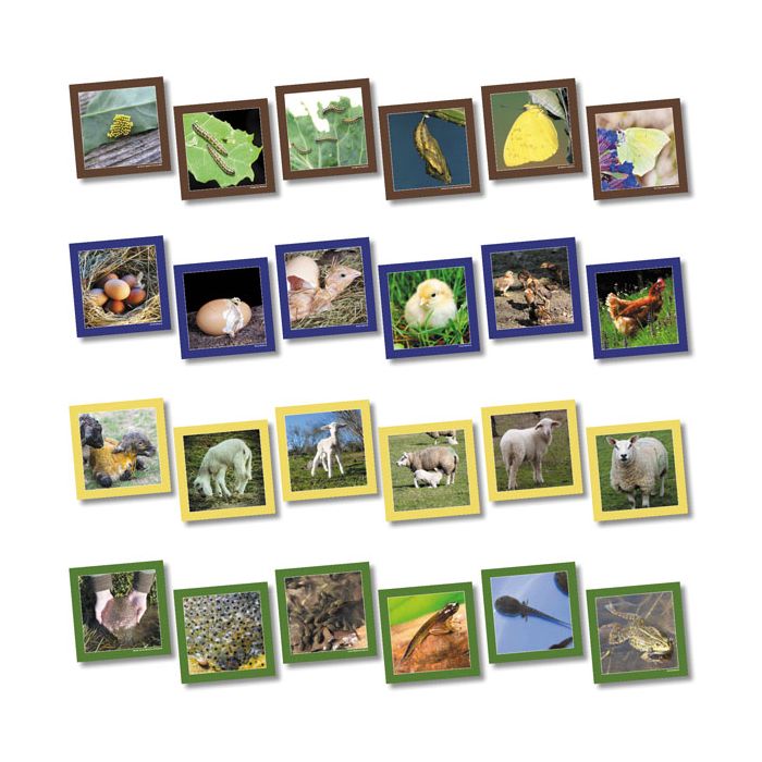 Animal Life Cycle Sequencing Cards Pack of 20